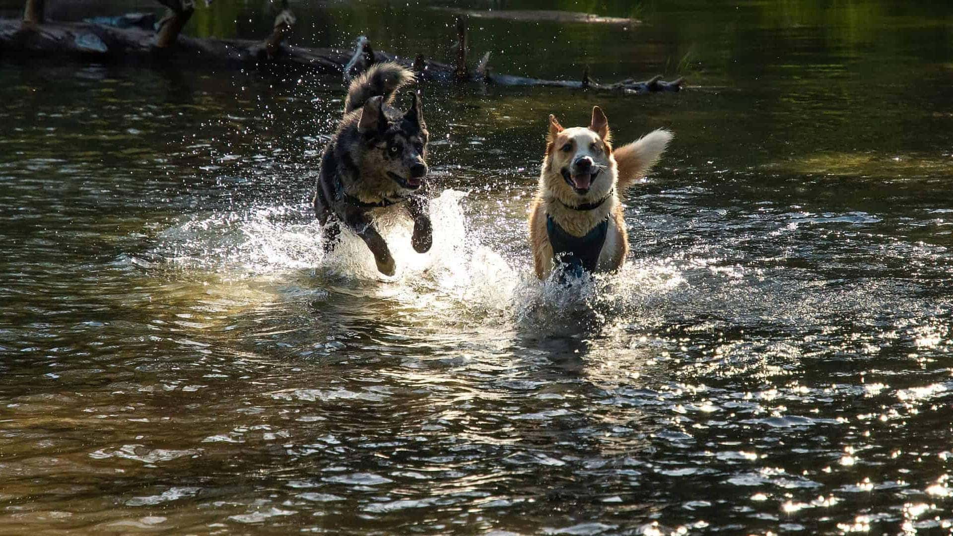 The Best Dog Parks in Sacramento, CA | Auburn CDJR