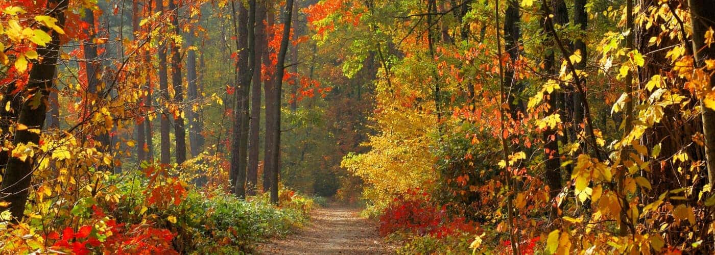 Find the Best Fall Hikes Near Seattle | Honda of Kirkland