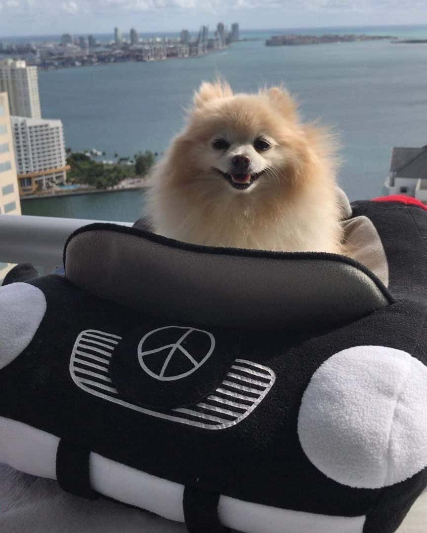 Dog Days | Mercedes-Benz of Music City